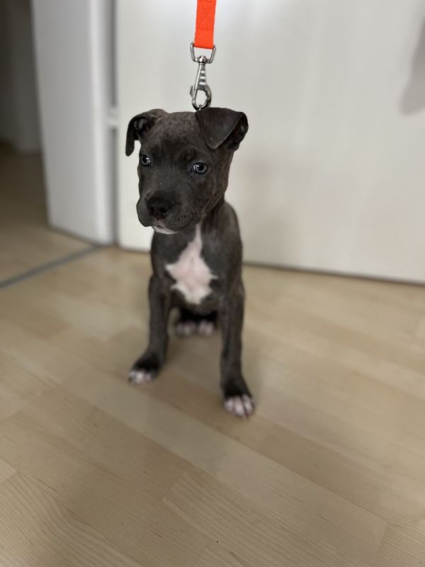 Cane Corso Amerikan Bully XL Mix Welpen in Groß-Gerau (Hessen) // Snautz.de