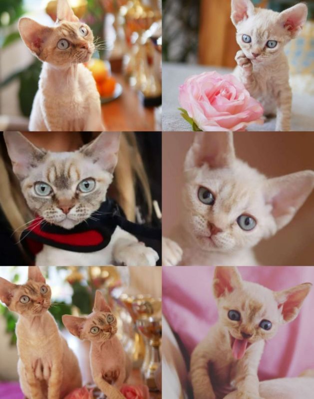 "Devon Rex Cattery By Amanda Key", Devon Rex-Zucht in Berlin (Berlin ...