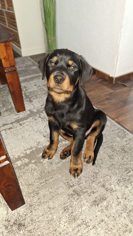 Rottweilerwelpe Rüde in Bremen (Bremen) // Snautz.de