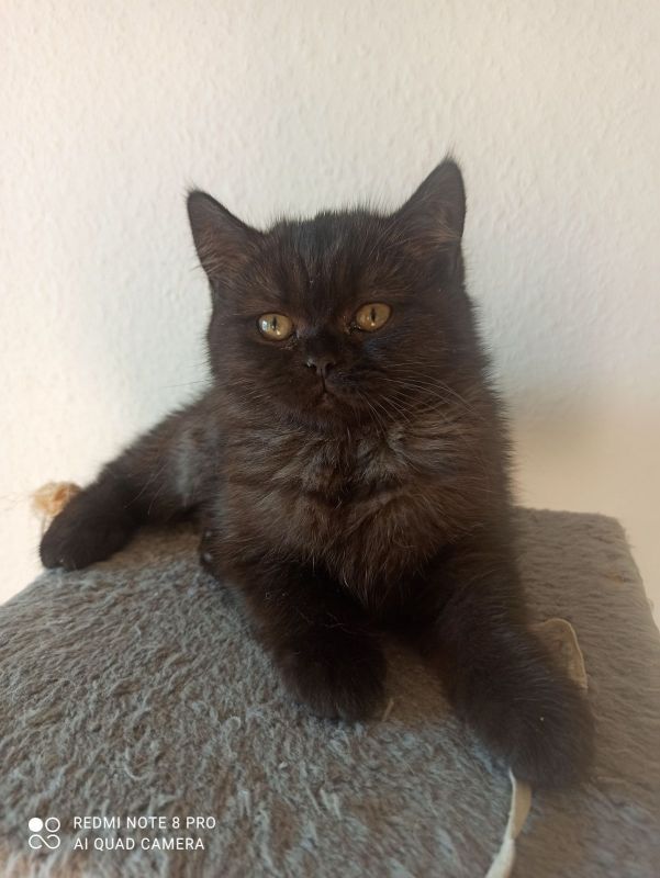 Bkh Reinrasig 270 euro in Schwäbisch Gmünd (Baden-Württemberg) // Snautz.de