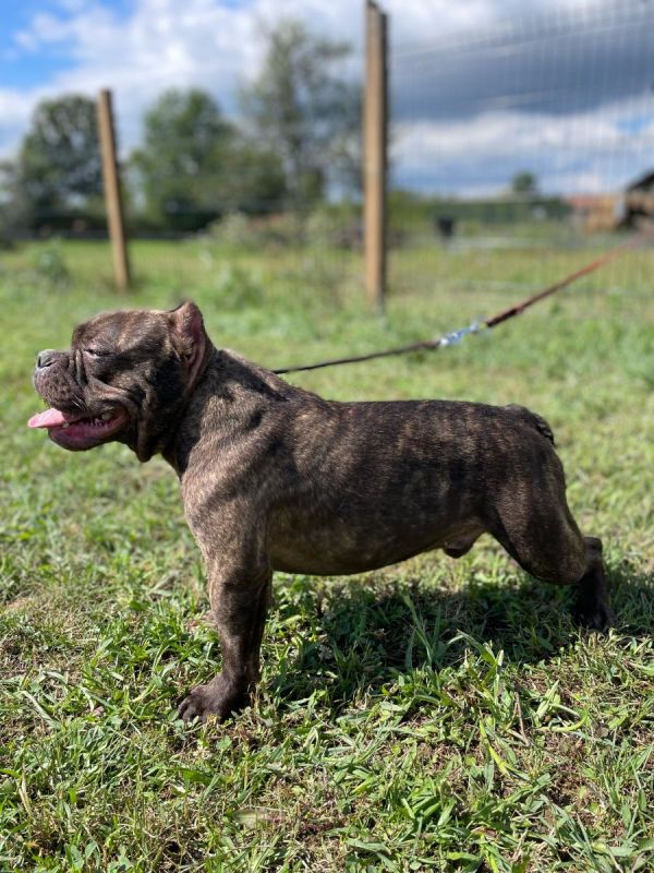 Exotic Micro Bully Welpen in Hamburg (Hamburg) // Snautz.de