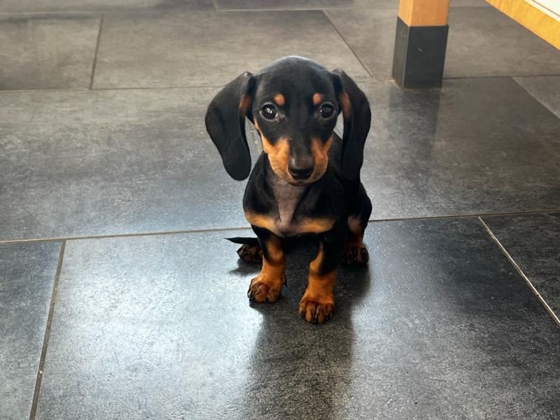 Sueßer Mini Dackelwelpe - Zwergdackel in Bexbach (Saarland) // Snautz.de