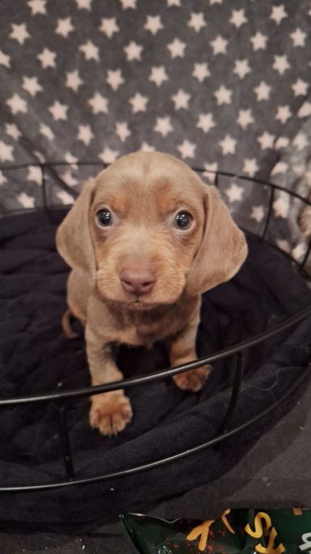 Zwergdackel Welpen Tiger Dackel Merle Isabella in Wesel (Nordrhein ...