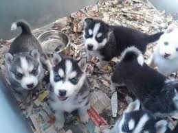 Reinrassiger Alpha-Husky-Welpen für ein neues Zuhause in Eggenfelden ...