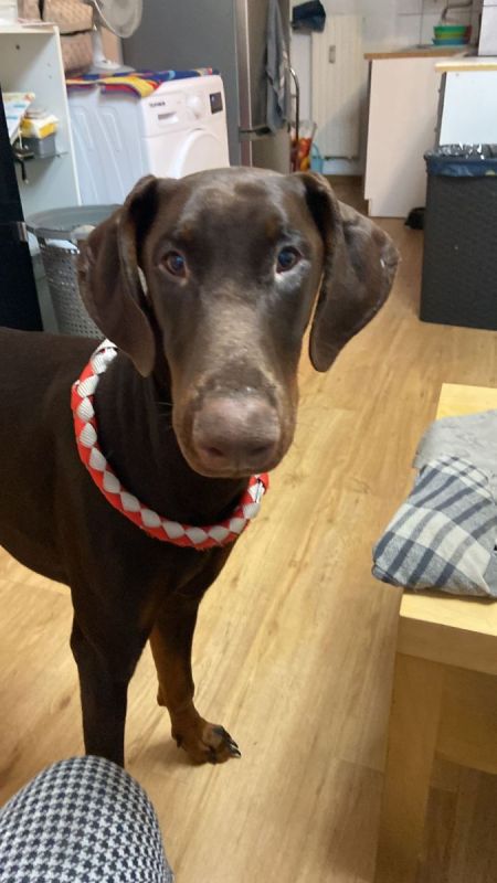 10 Monate alter Dobermann dringend zu verkaufen in Darmstadt (Hessen ...