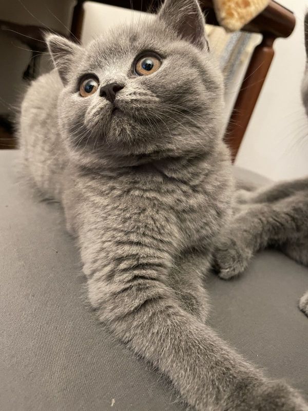 BKH-Reinrassige Kitten mit Stammbaum in Berlin (Berlin) // Snautz.de