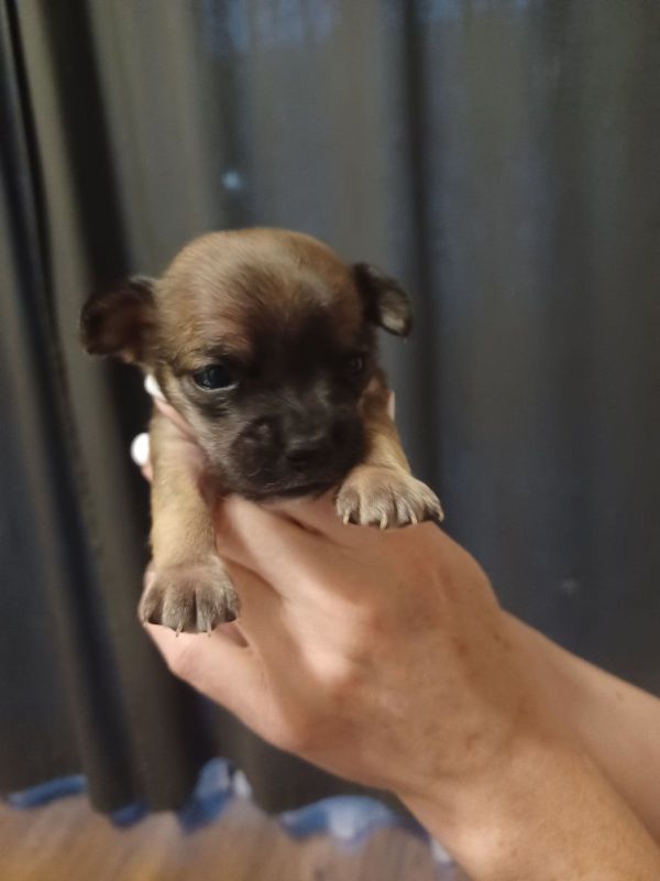 Zwerg-Pinzer und Chihuahua Welpen- Mix in Köln (Nordrhein-Westfalen ...