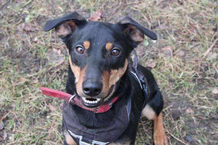 Rudi, Pinscher-Jack Russel-Mix, geb. 2021, gut erzogen, su ...