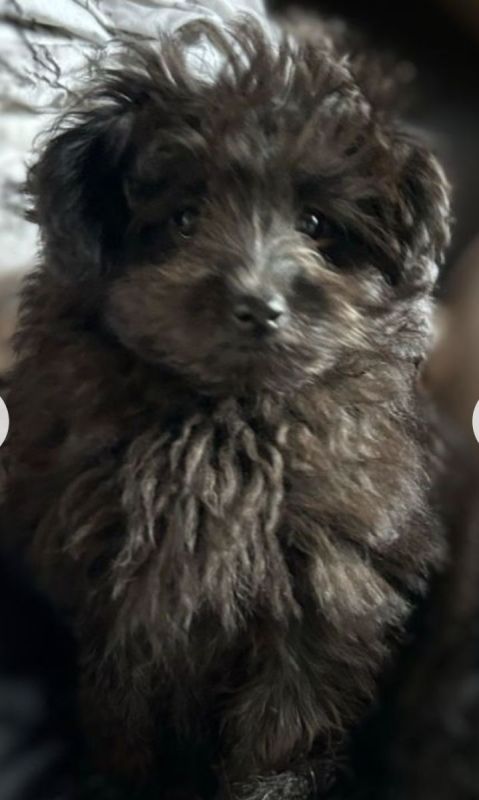 Pom-a-Poo flauschige Junghunde sehr klein Spitz Toypudel traumhafte ...