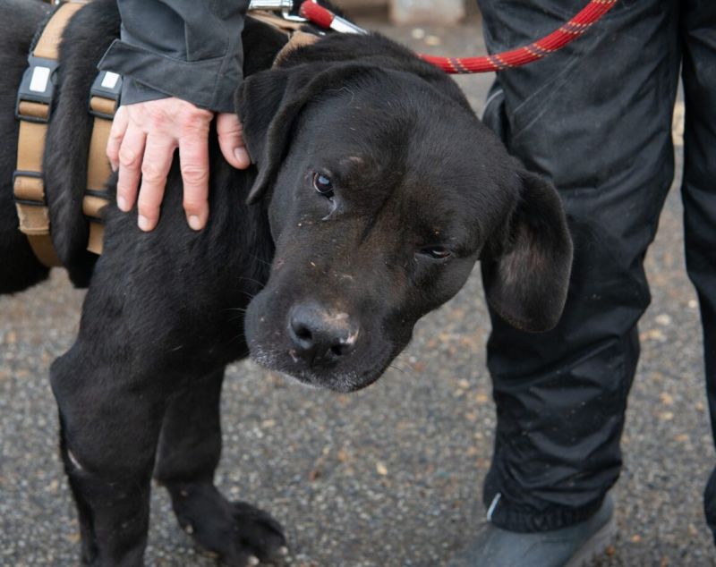 Tom möchte endlich gesehen werden in Bistrita (Bistrița-Năsăud ...