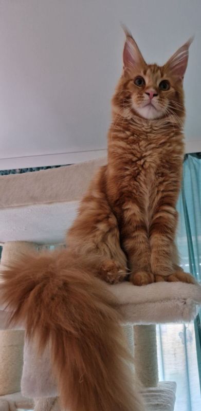 XXL Maine Coon Kater Red tabby Poly! in Kandel (Rheinland-Pfalz ...
