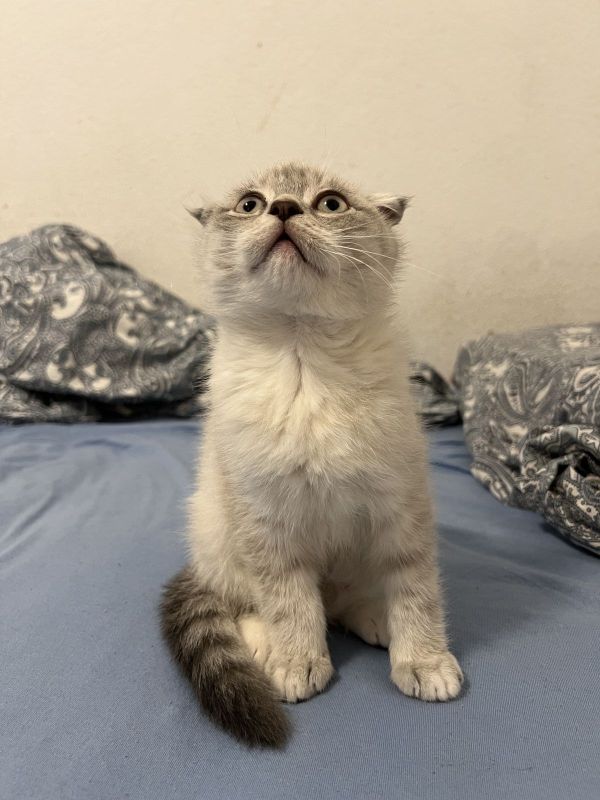 BKH und amerikanisch Kurzhaar Kitten in Berlin (Berlin) // Snautz.de