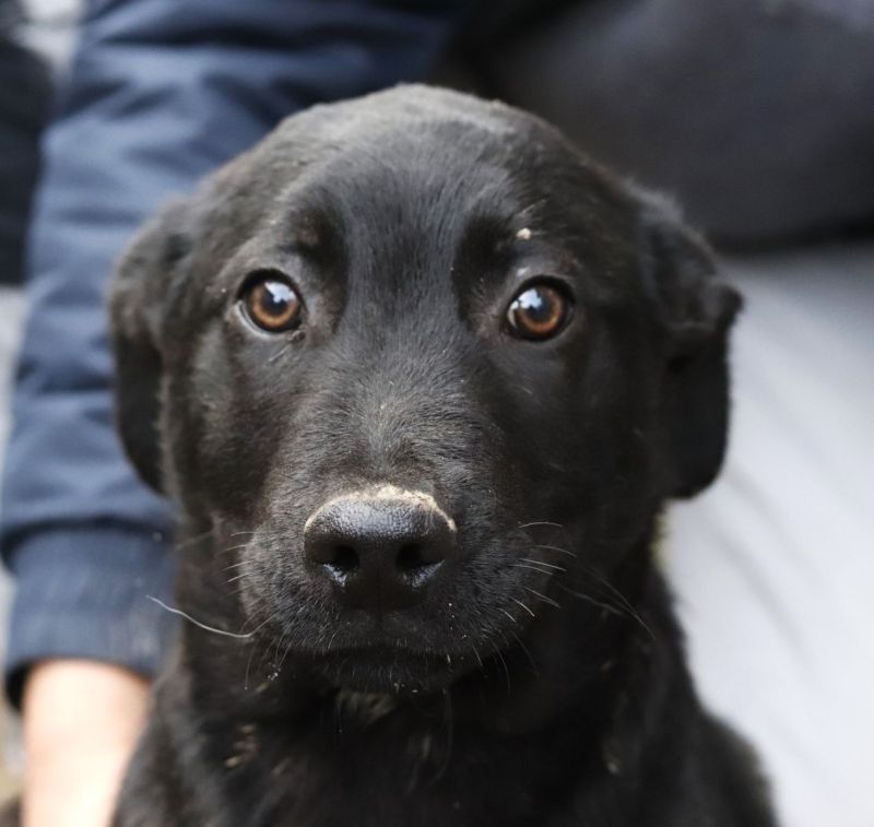 Hawk - lieb und sensibel möchte vertrauen in Busag (Maramureș) // Snautz.de