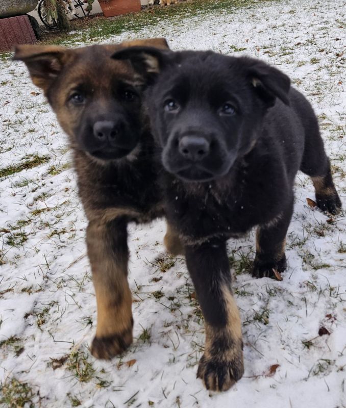 Deutsche Schäferhund Welpen in Zeulenroda-Triebes (Thüringen) // Snautz.de