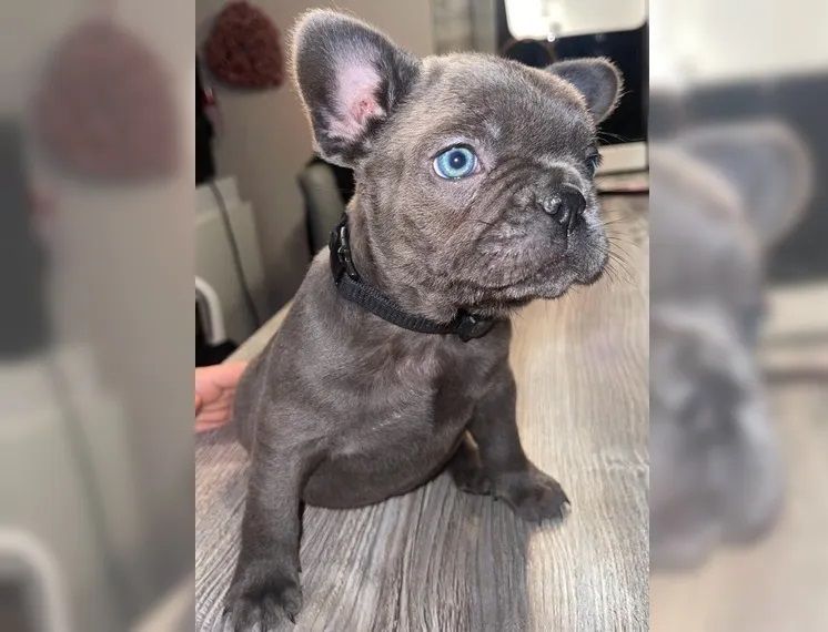 Spannende Franzsische Bulldogge Blau Fotos