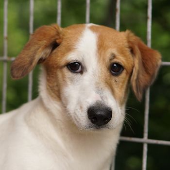 Linaya, geb. ca. 12/2022, lebt in GRIECHENLAND, auf einer privaten ...