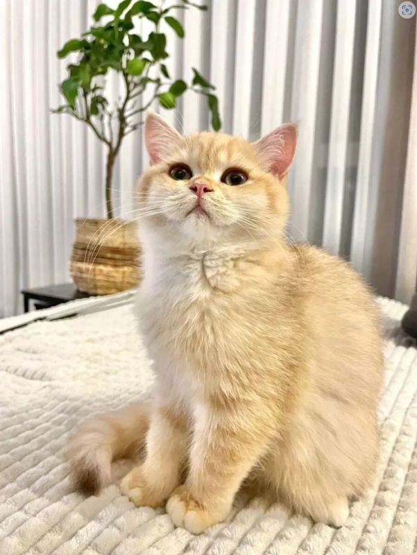 BKH Kitten Kater Gold in Rödermark (Hessen) // Snautz.de