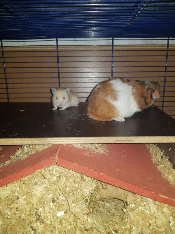 Super niedliche und zuckersüße Luxus Teddyhamster in liebevolle Hände ...