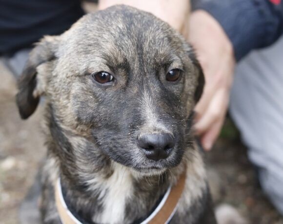 Verliebst du dich in die kleine Ihana? in Busag (Maramureș) // Snautz.de