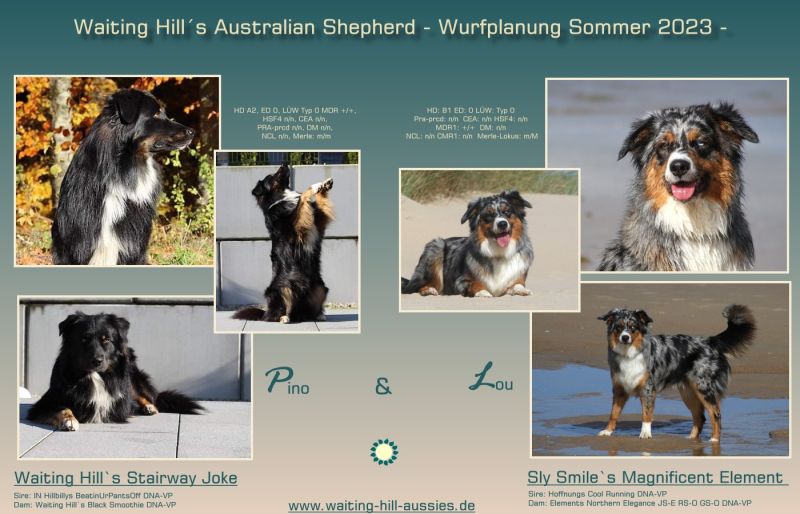 Australian Shepherd Welpen black tri & blue merle in Scheer (Baden ...