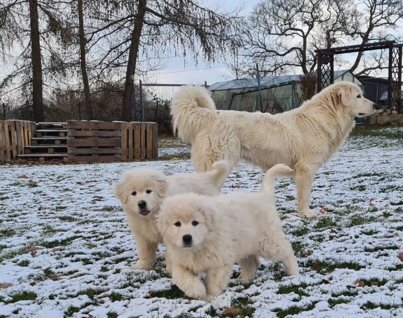 Wir erwarten im April Maremmen- Abruzzen Schäferhund Welpen in Löbau ...
