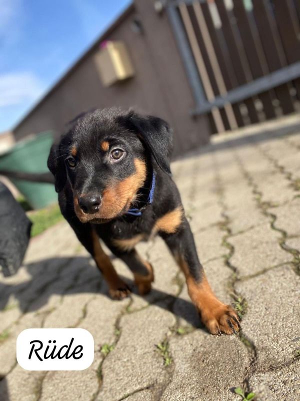 Rottweiler Welpen in Freiburg im Breisgau (Baden-Württemberg) // Snautz.de