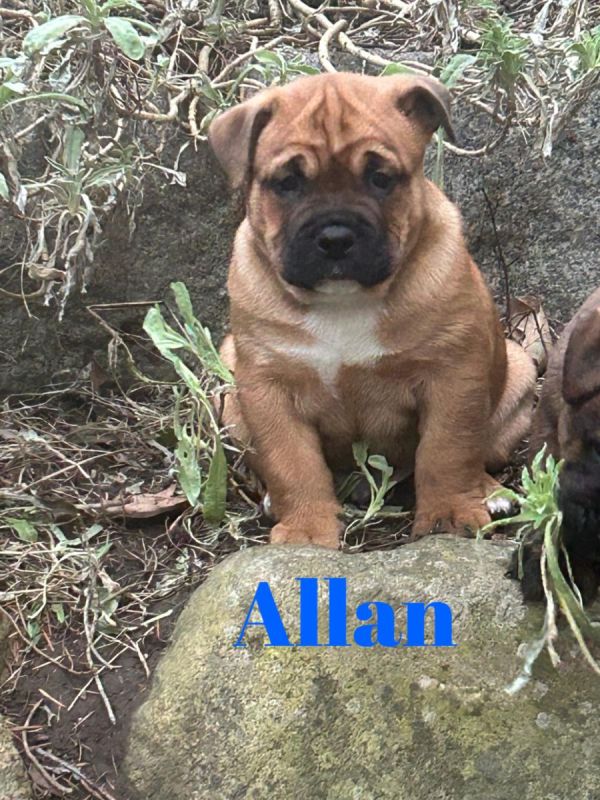 Vier wunderschöne Bulldoggen-Mix-Welpen (OEB) in Zeuthen (Brandenburg ...