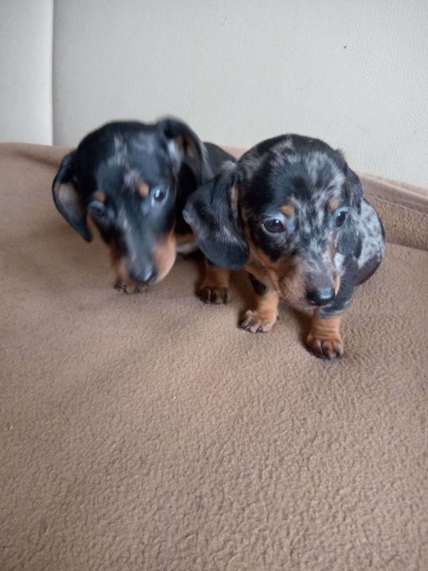 Zwerg-Dackel Welpen Merle Standard-Kurzhaar in Neißemünde (Brandenburg ...