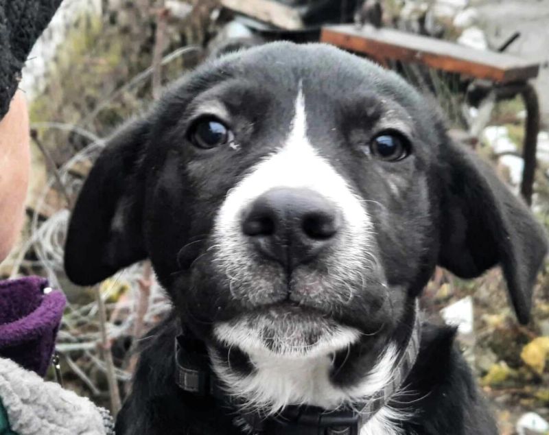 Fiona - Cane Corso-Mix Welpe möchte Herzensprinzessin werden in Busag ...