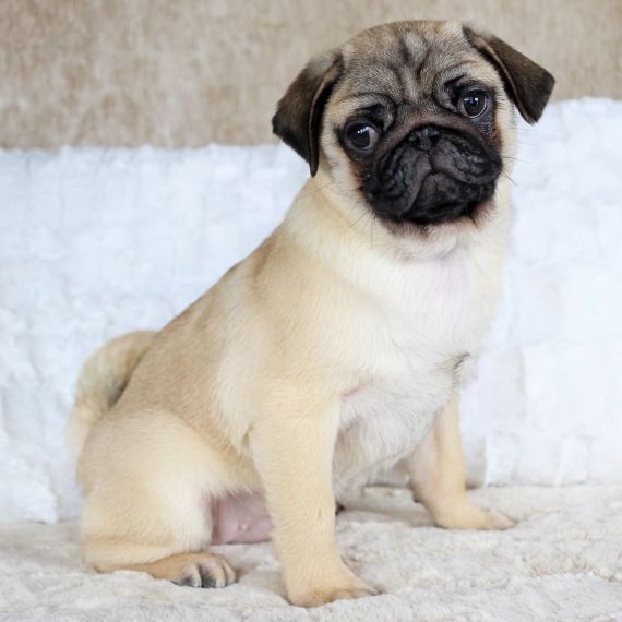 Gesunder Mopswelpe verfügbar in Hamburg (Hamburg) // Snautz.de