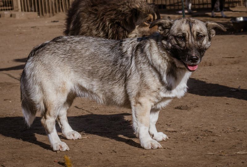 Molly, kleine Maus ist zu allen freundlich und lieb in Vac (Vas ...