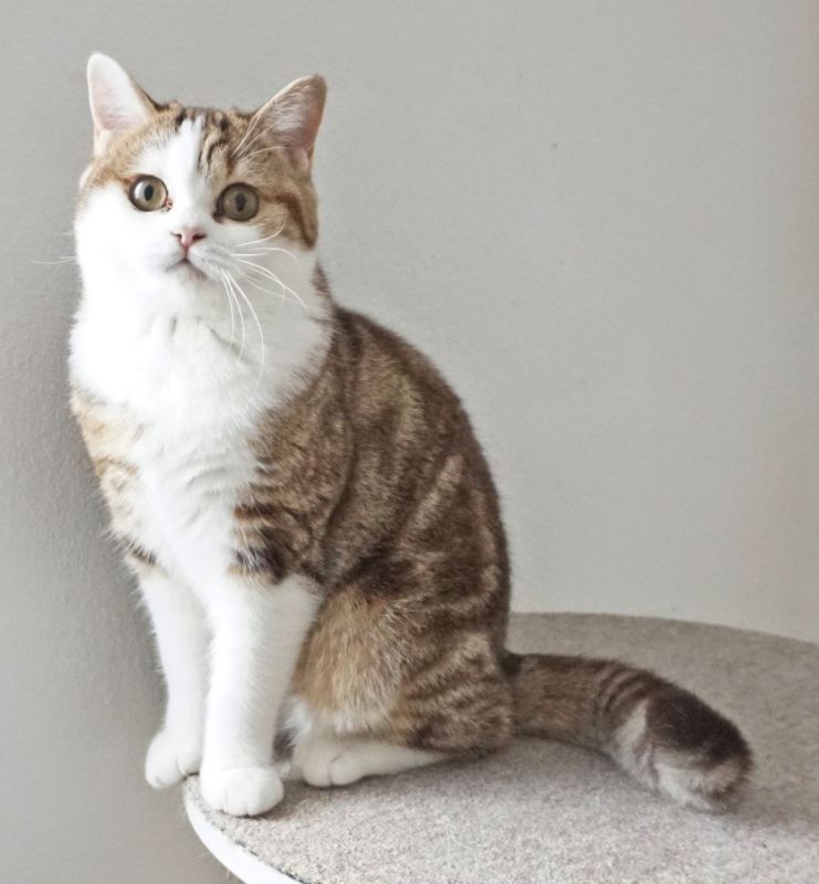 Bildschönes BKH-Mädchen in chocolate golden tabby classic white sucht ...