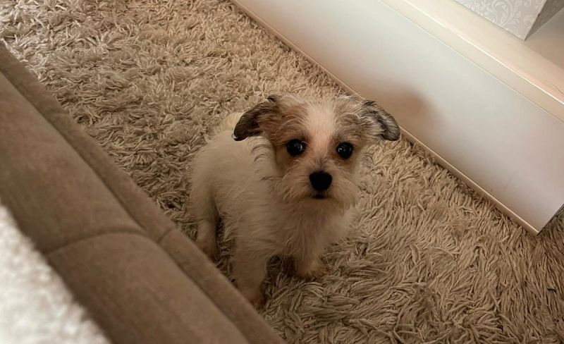 Maljack(jack russell /malteser) in Essen (Nordrhein-Westfalen) Snautz