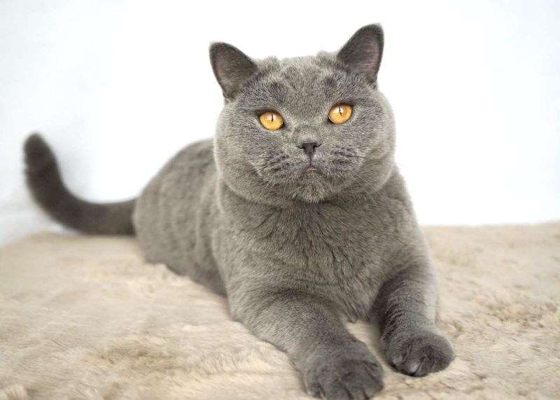 Wunderschöner, super lieber BKH-Kater in blue mit Stammbaum. Kastrat, 1 ...