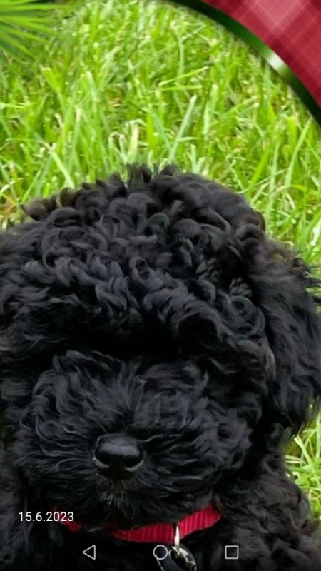 Zwergpudel-Welpen schwarz abgabebereit geprüfte Zuchtstätte §-11-TSchG ...