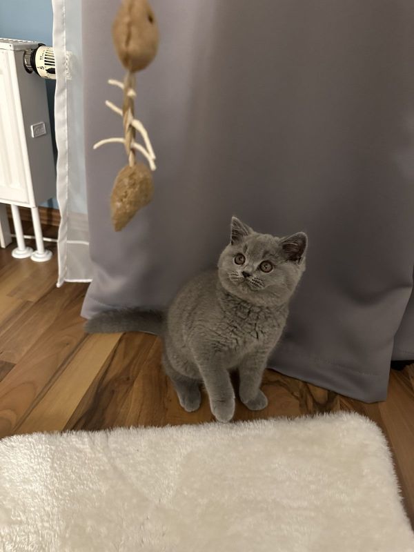 Bkh kitten Blue in Konstanz (Baden-Württemberg) // Snautz.de