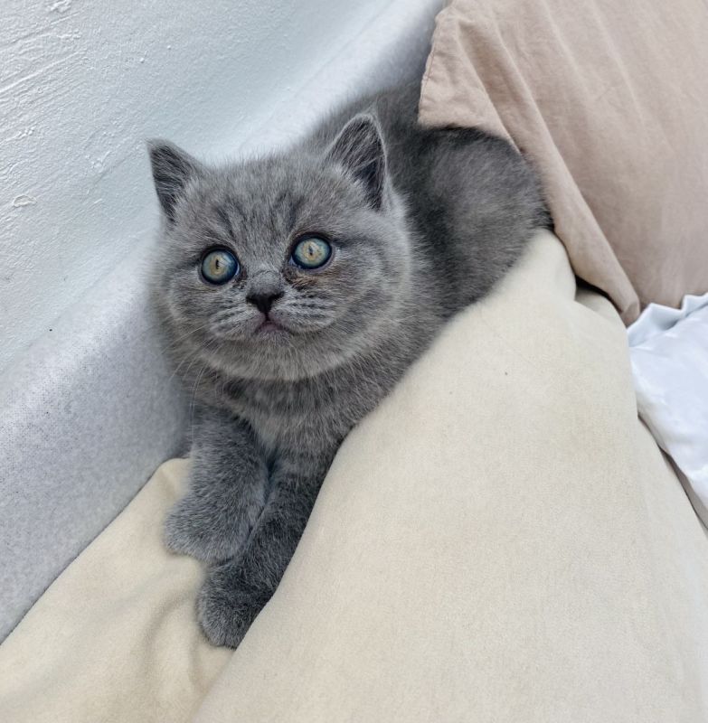 Reinrassige BKH Kitten Britisch Kurzhaar Kätzchen Babykatze Blue lilac ...