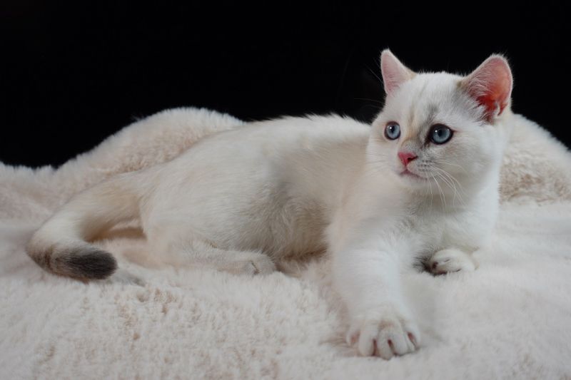 BKH Kitten - blue golden shell Point mit Stammbaum abgabebereit in ...