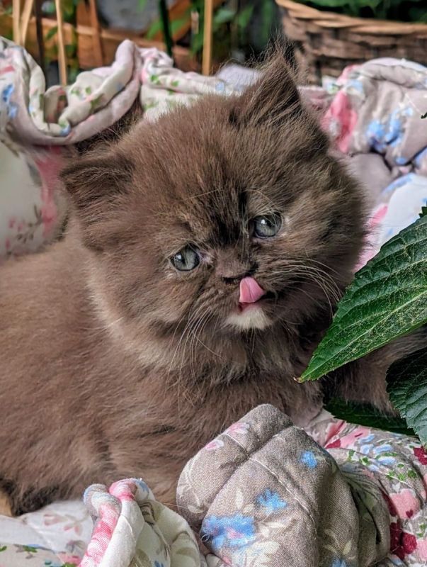 Wunderschöne reinrassige BKH BLH Kitten mit Stammbaum zum reservieren ...