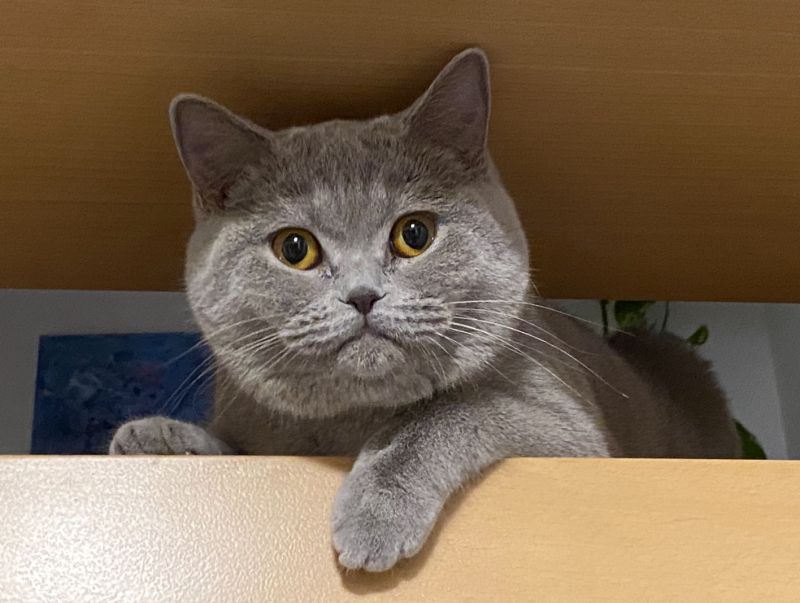 Reinrassige BKH Kitten in Niedernhall (Baden-Württemberg) // Snautz.de