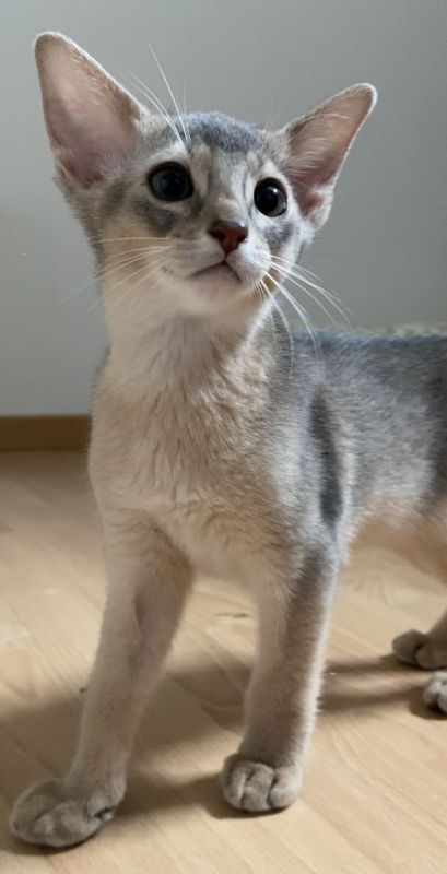Blue Abyssinian boy in Grez-Doiceau (Wallonisch-Brabant) // Snautz.de