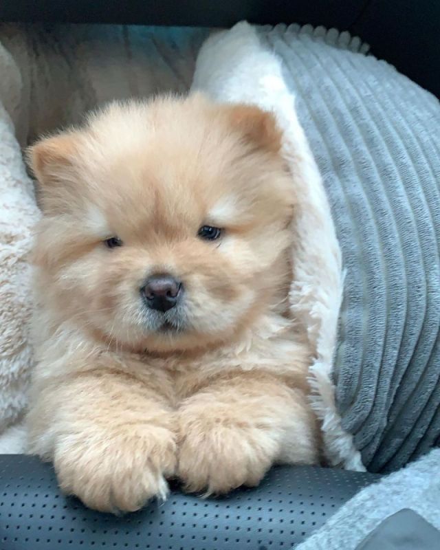 Gorgeous show standard Chow Chow Puppies in Berlin (Berlin) // Snautz.de
