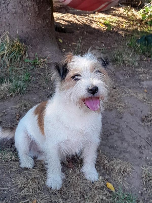 Neu! Südafrikanischer Rauhaar Jack Russell Deckrüde mit Stammbaum! in ...