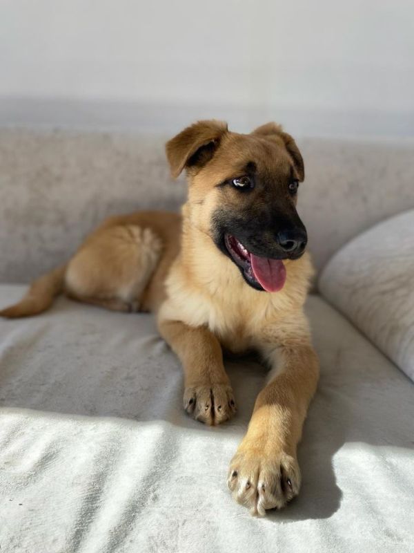 Schäferhund Mix Junghund in Berlin (Berlin) // Snautz.de