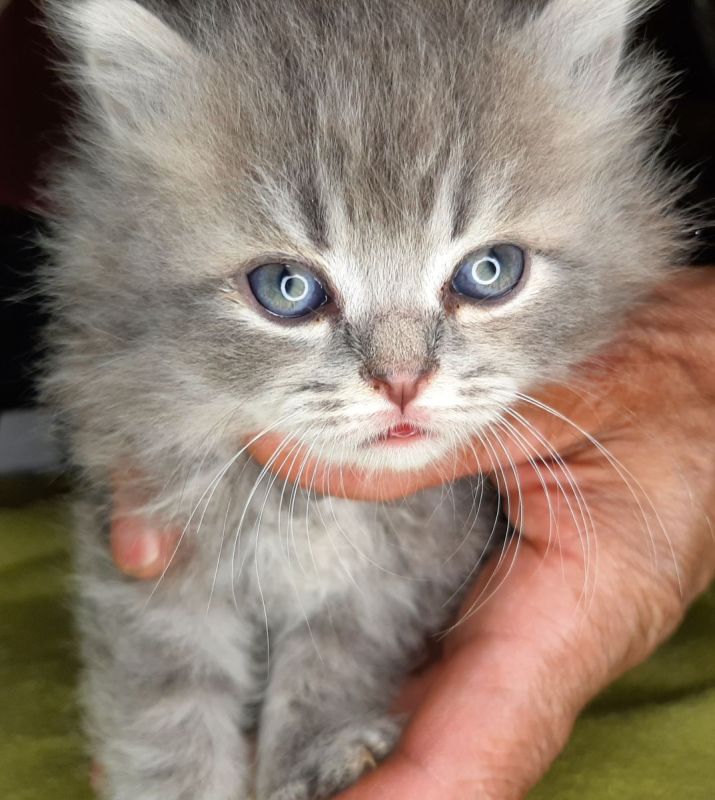 British kurz-lang harr königliches blaues Blut Wien in Wien (Wien ...
