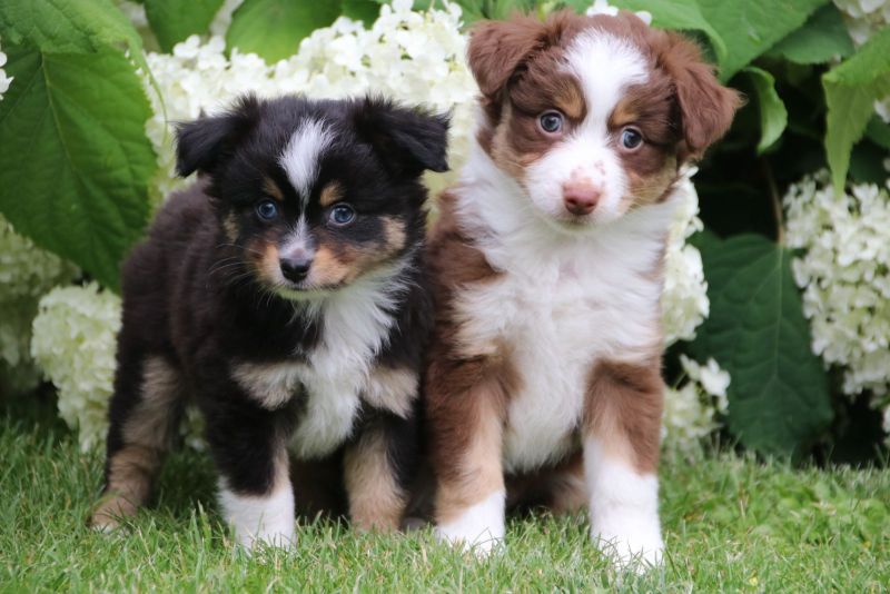 Auszugsbereite Toy Aussie (Mini Aussie / Miniature Australian Shepherd ...