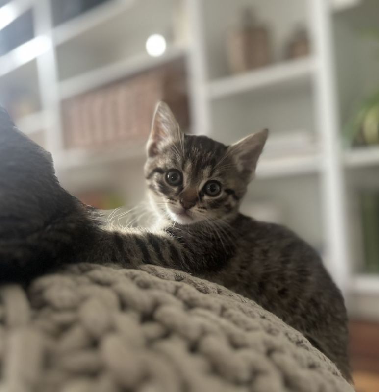 2 Ragdoll-Waldkatzen-Mix suchen Neues Zuhause in Flensburg (Schleswig ...