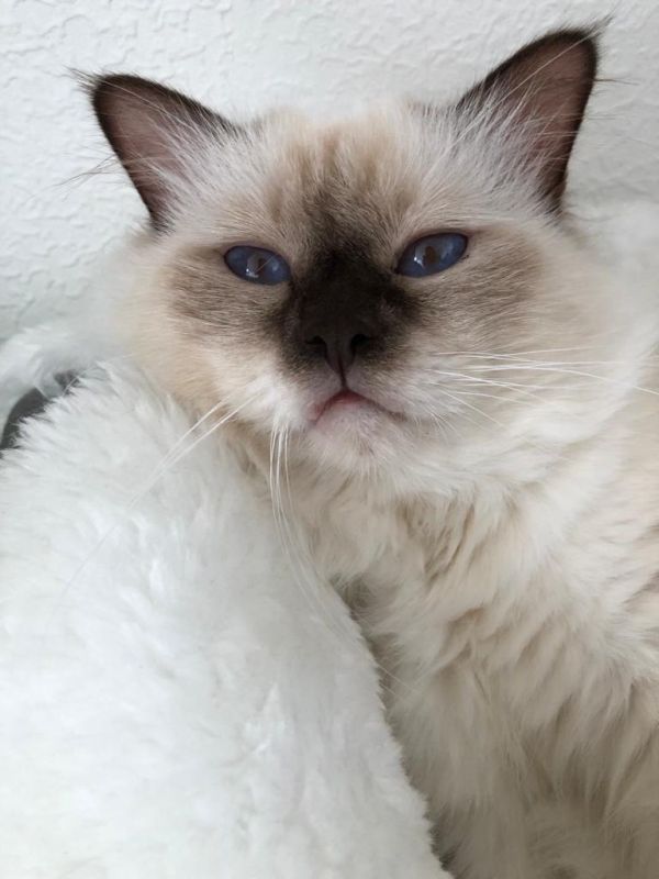 Heilige Birma Deckkater, Chocolate Point, reinrassig, erfahren in ...