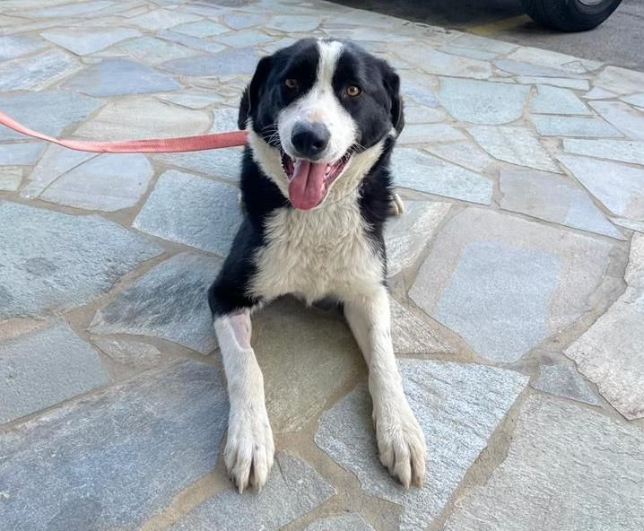 Bella – Border-Mix will viel lernen in Kassandra (Central Greece ...
