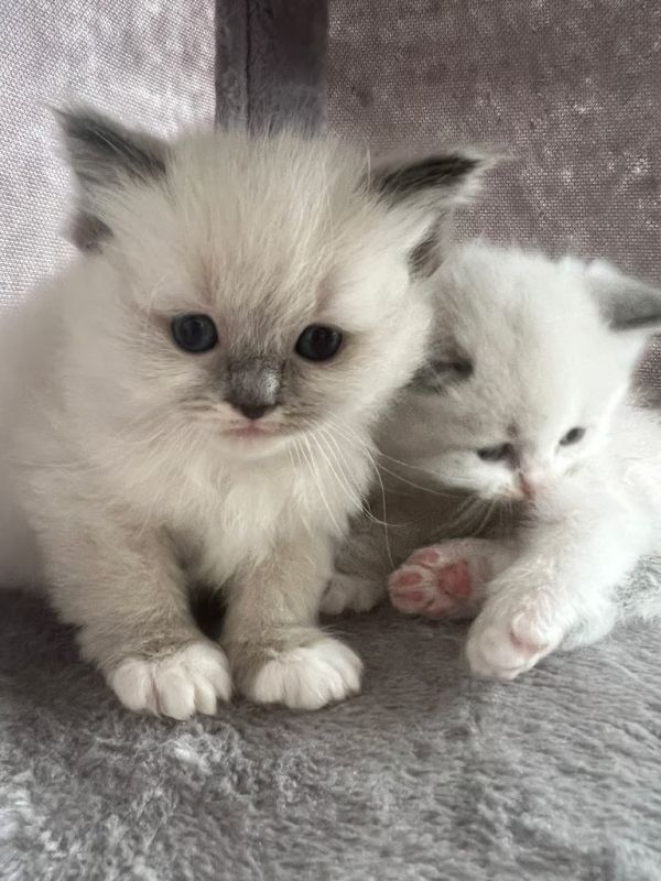 Wunderschöne Ragdoll Kitten mit Stammbaum! in Dortmund (Nordrhein ...